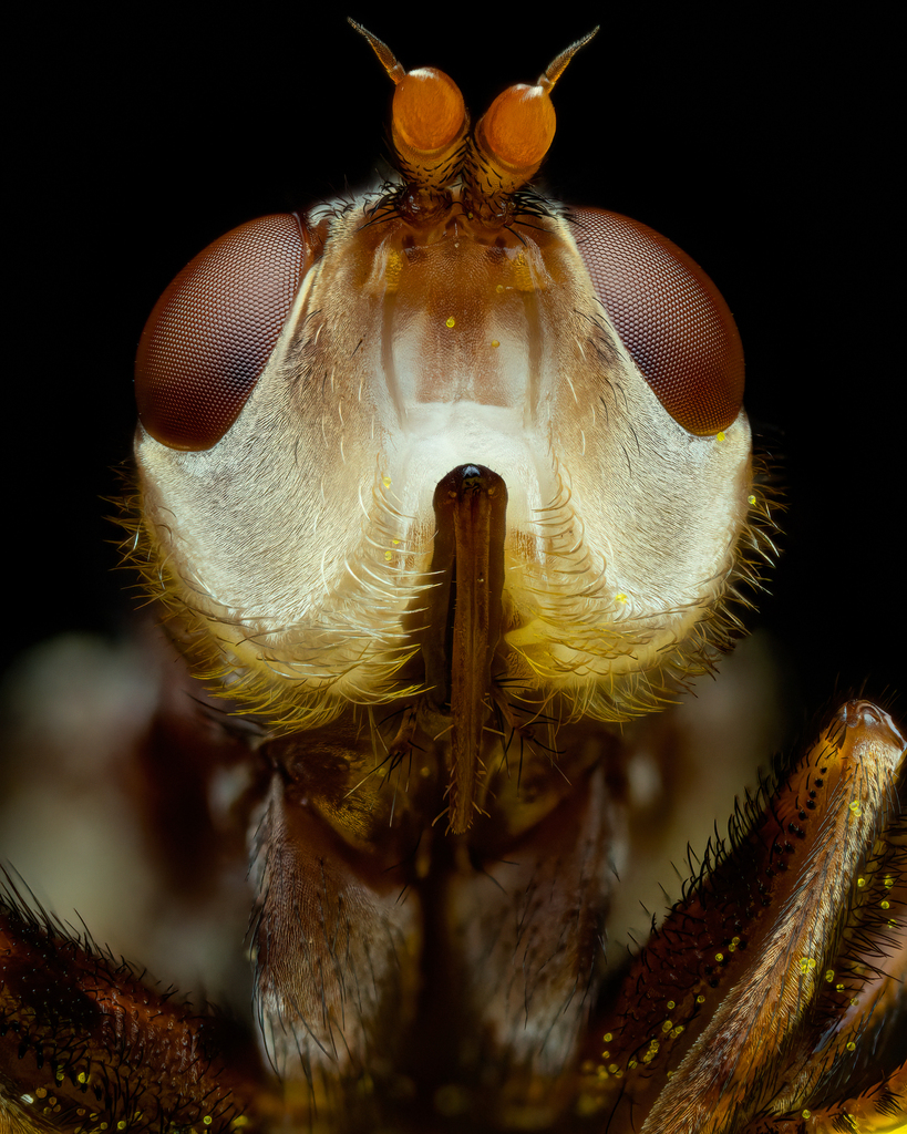 Myopa in May 2025 by Markus Horrer · iNaturalist