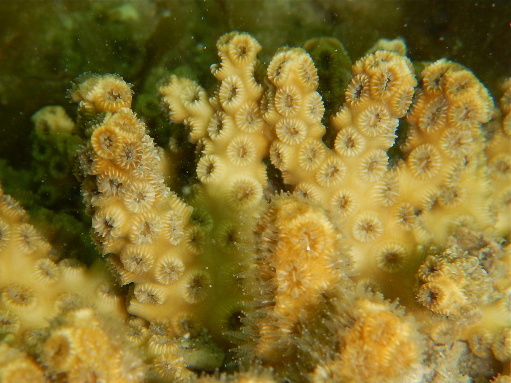 Ivory Bush Coral