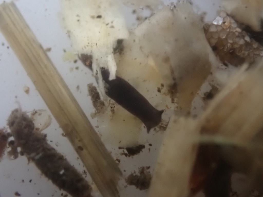 Polycelis felina from Greenwood Road, Penryn, England, GB on May 3 ...