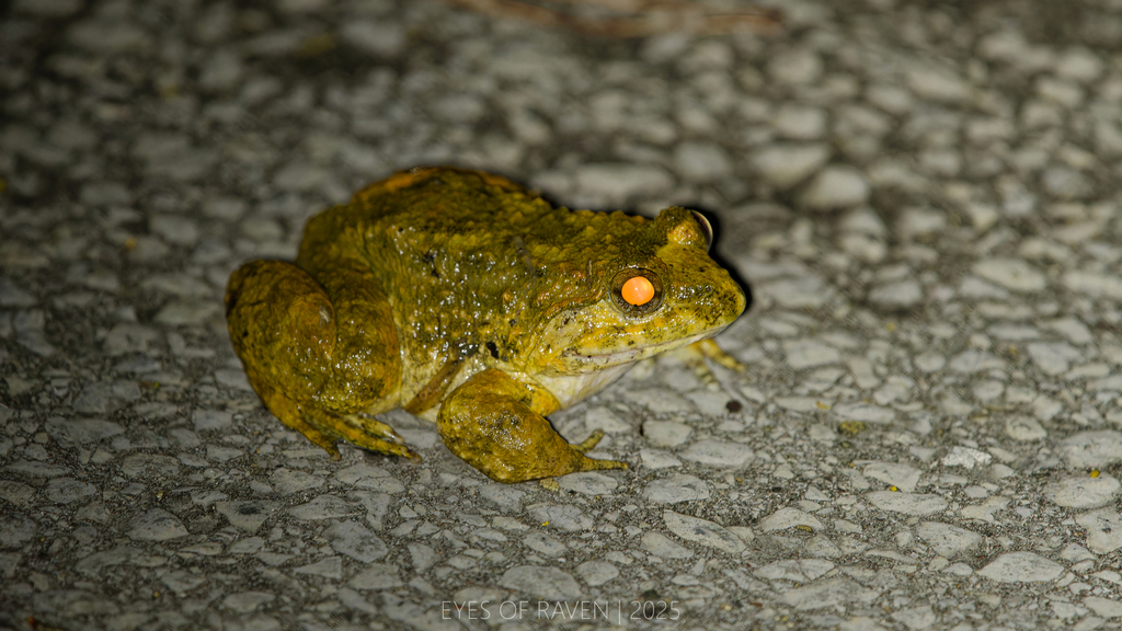 Namie's frog in April 2025 by Raven Xue · iNaturalist