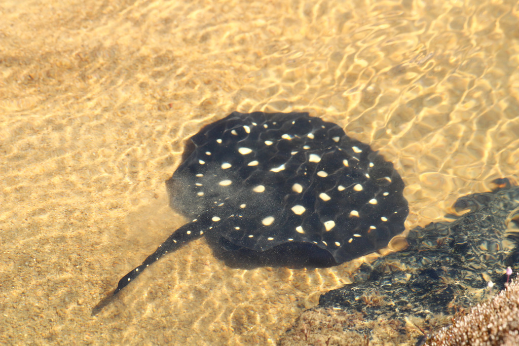 Xingu River Ray (Potamotrygon leopoldi) - Marine Life Identification