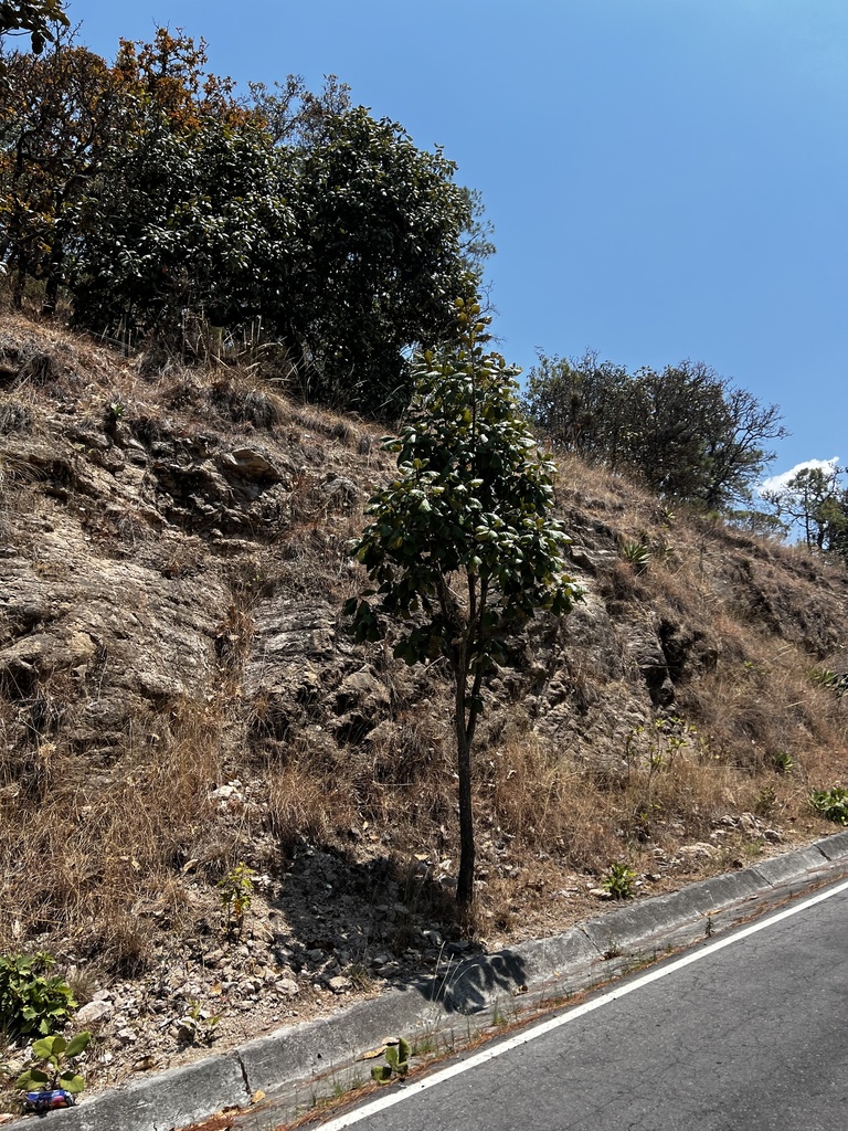 Quercus urbani from Municipio de Siltepec, Edo. Méx., MX on May 02 ...