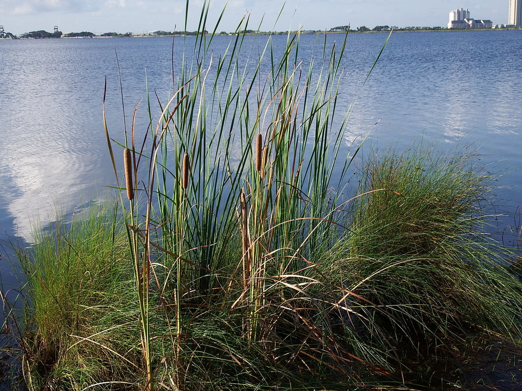 Cattails And Bulrushes