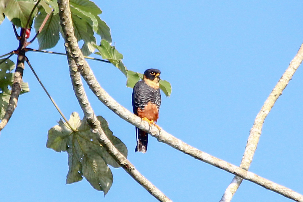 Bat Falcon from Menkragnoti, PA, Brasil on July 13, 2018 at 07:58 AM by ...