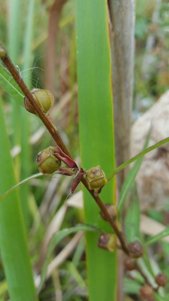 Seedbox from Sandy Hook Multi-Use Path (MUP) Highlands, NJ 07732 on ...