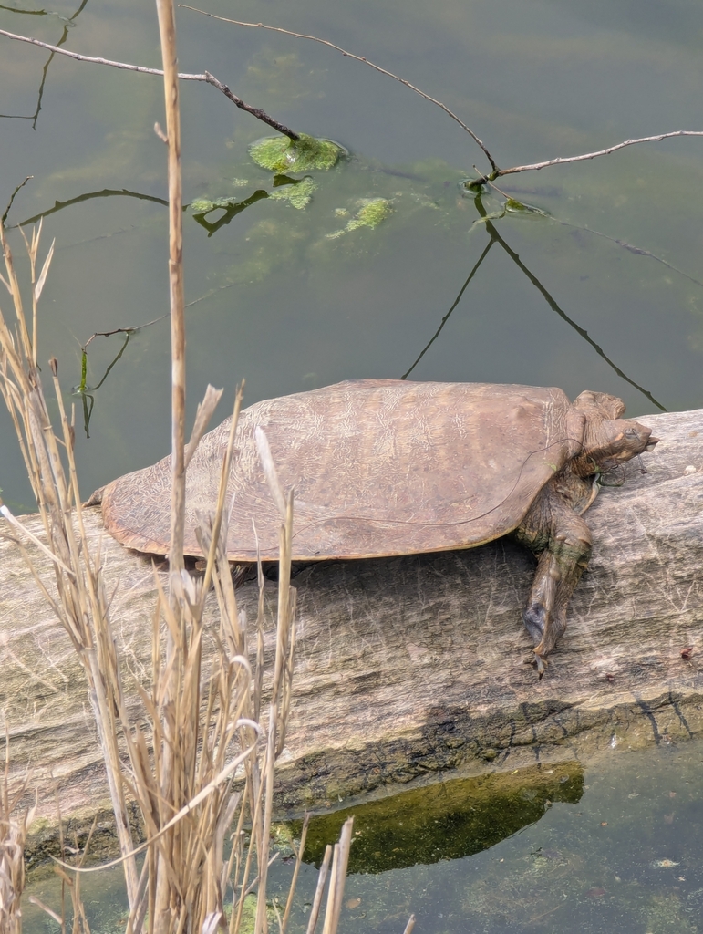 Midland Smooth Softshell Turtle in May 2025 by Megan Kelly · iNaturalist
