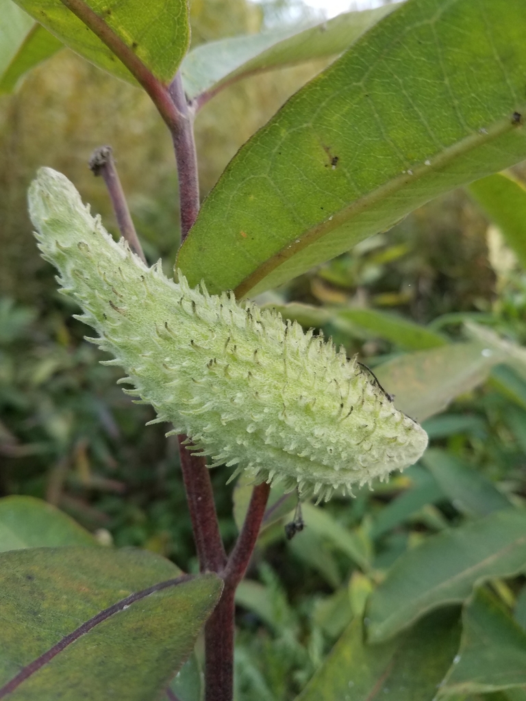 common milkweed from Jackson, MI, USA on August 31, 2019 at 07:29 PM by ...