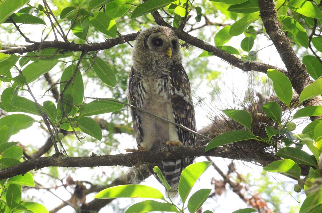 Barred Owl from Corkscrew, FL, USA on April 25, 2025 at 12:27 PM by ...