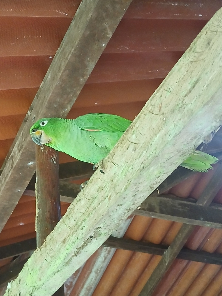 Mealy Amazon in April 2025 by Simon Nemeth Luque · iNaturalist