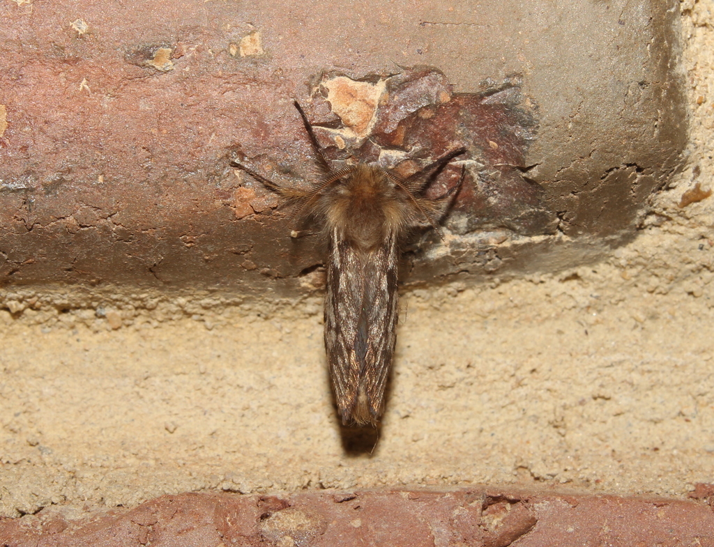 Fraus polyspila from Port Broughton SA 5522, Australia on May 3, 2025 ...