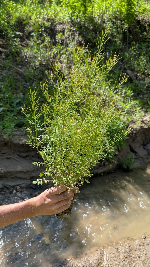 Sand Bittercress from Sibley, MO 64088, USA on May 3, 2025 at 04:06 PM ...