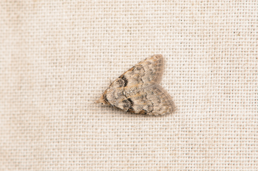 Tufted Moths from Longyang, Baoshan, Yunnan, China on August 8, 2015 at ...