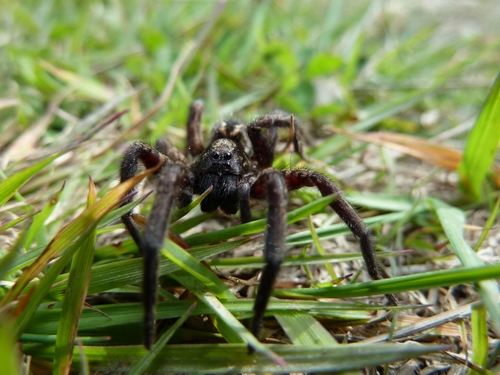 Lycosa australis · iNaturalist United Kingdom