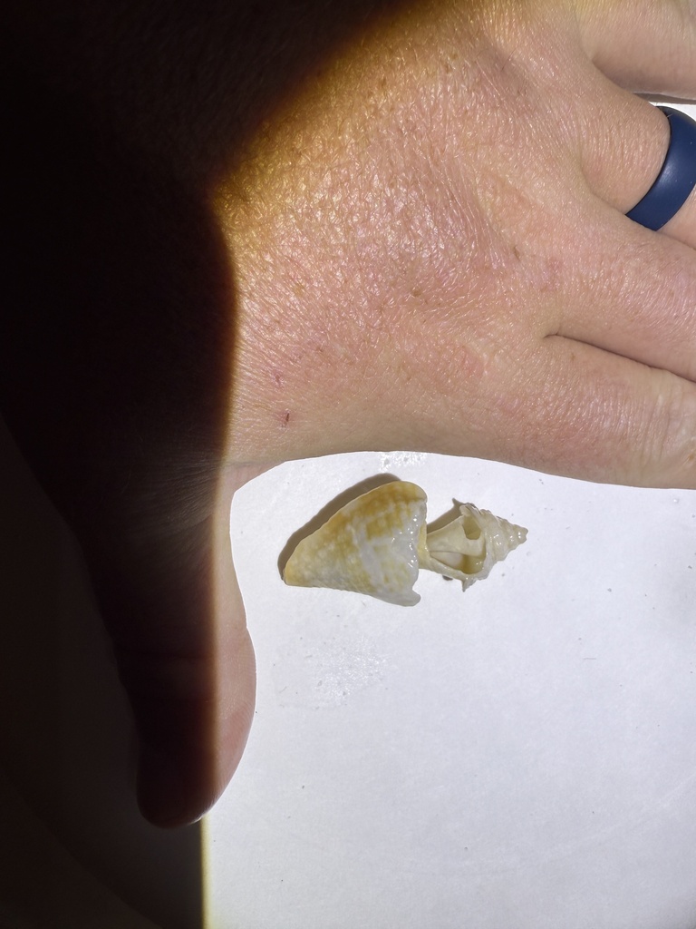 Fighting Conch from 12th St, Panama City Beach, FL, US on May 3, 2025 ...