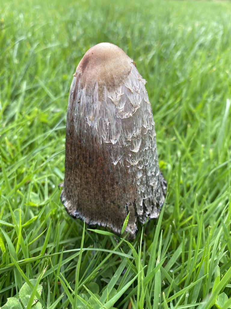 inky caps from South Island / Te Waipounamu, Kaiapoi, Canterbury, NZ on ...