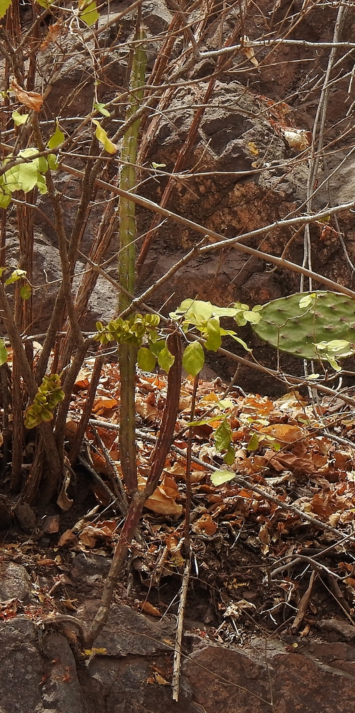 Octopus Cactus in April 2025 by Daniel · iNaturalist