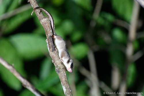 Photo 49966120, (c) Chien Lee, all rights reserved, uploaded by Chien ...