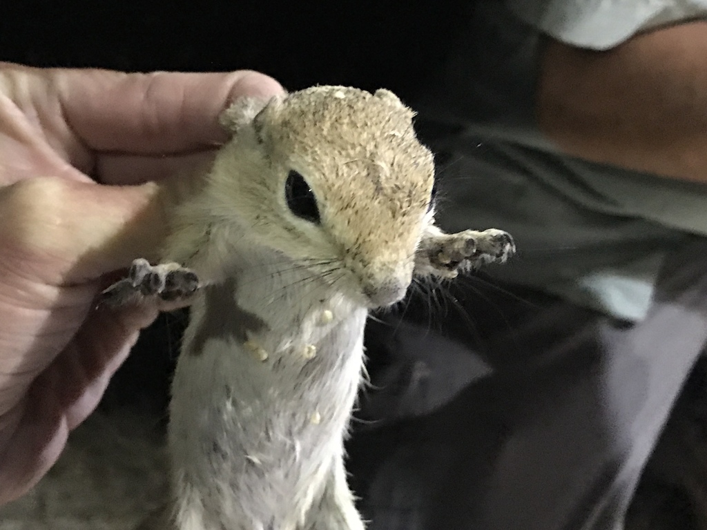 Nelson's Antelope Squirrel in August 2019 by Bobby Kamansky · iNaturalist
