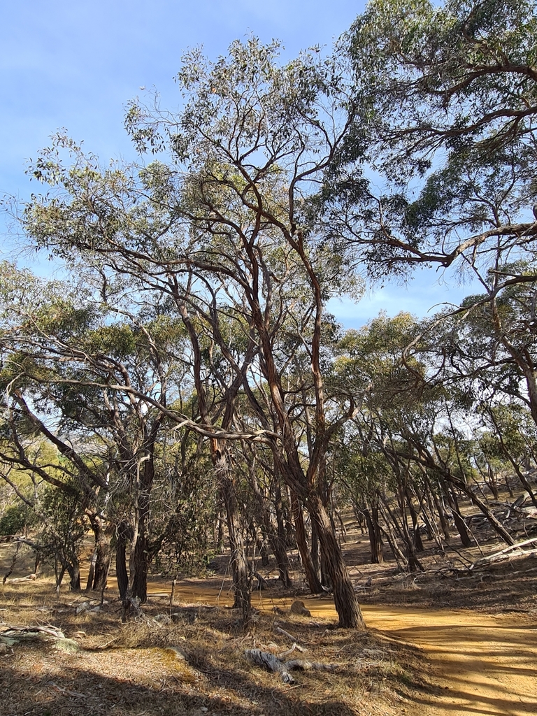 Brown-top Stringybark from Mount Beckworth VIC 3363, Australia on May 4 ...