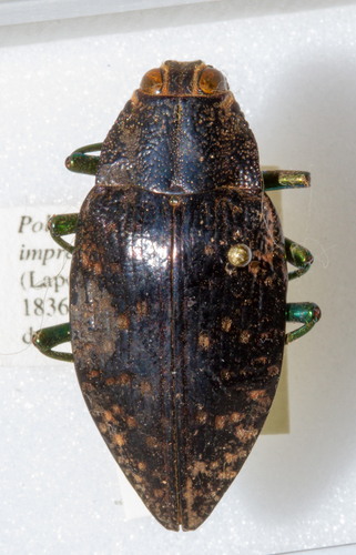 Polybothris impressipennis · iNaturalist
