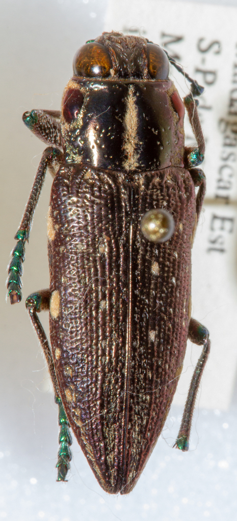 Polybothris sulcicollis from Moramanga, Madagascar on January 31, 2009 ...