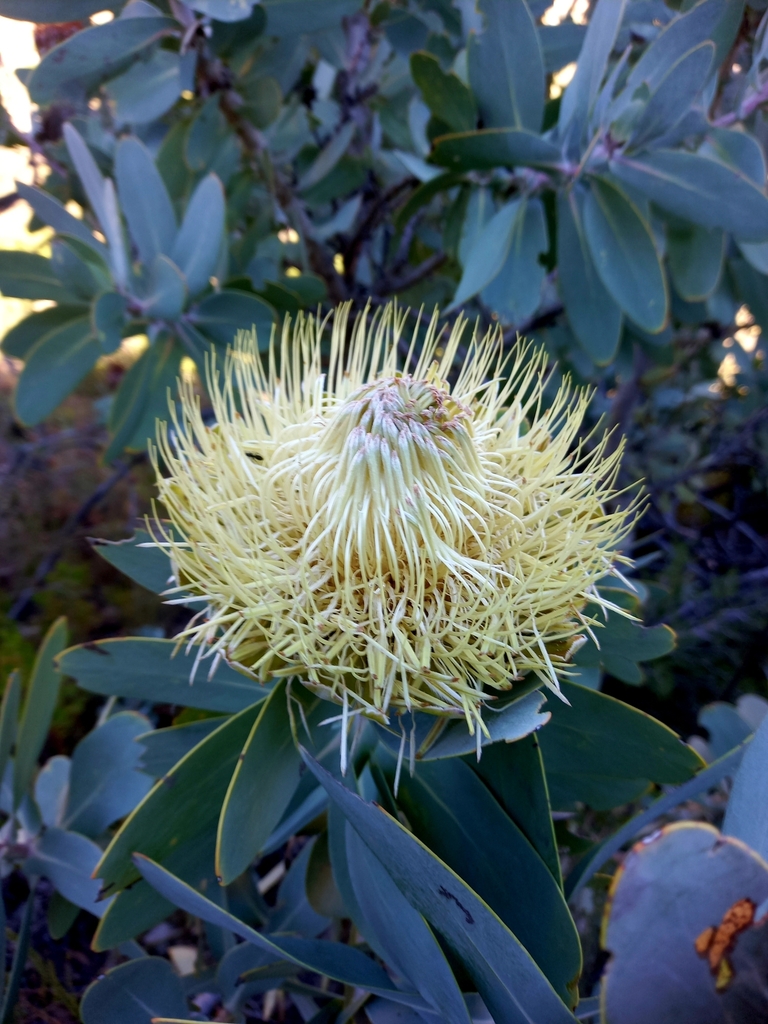 Wagon Tree from Oudtshoorn Local Municipality, South Africa on April 26 ...