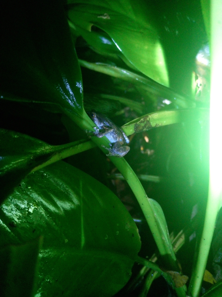 Asian Narrowmouth Frogs from Liboganon tagum city on April 26, 2025 at ...