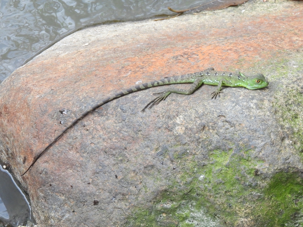 Green Basilisk from R4MC+XG3, Provincia de Cartago, Paraíso, Villa ...