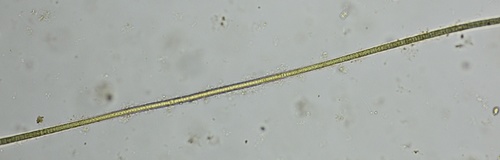 Planktothrix prolifica · iNaturalist