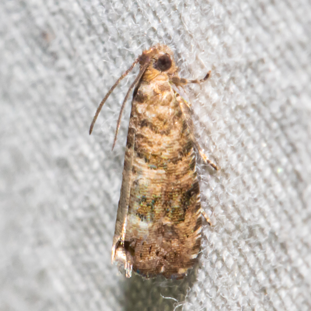 Cherry Fruitworm Moth from Garrett County, MD, USA on August 17, 2019 ...