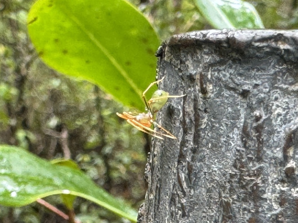 Green Tree Ant-mimic Spider from Cape Tribulation QLD, Australia on ...