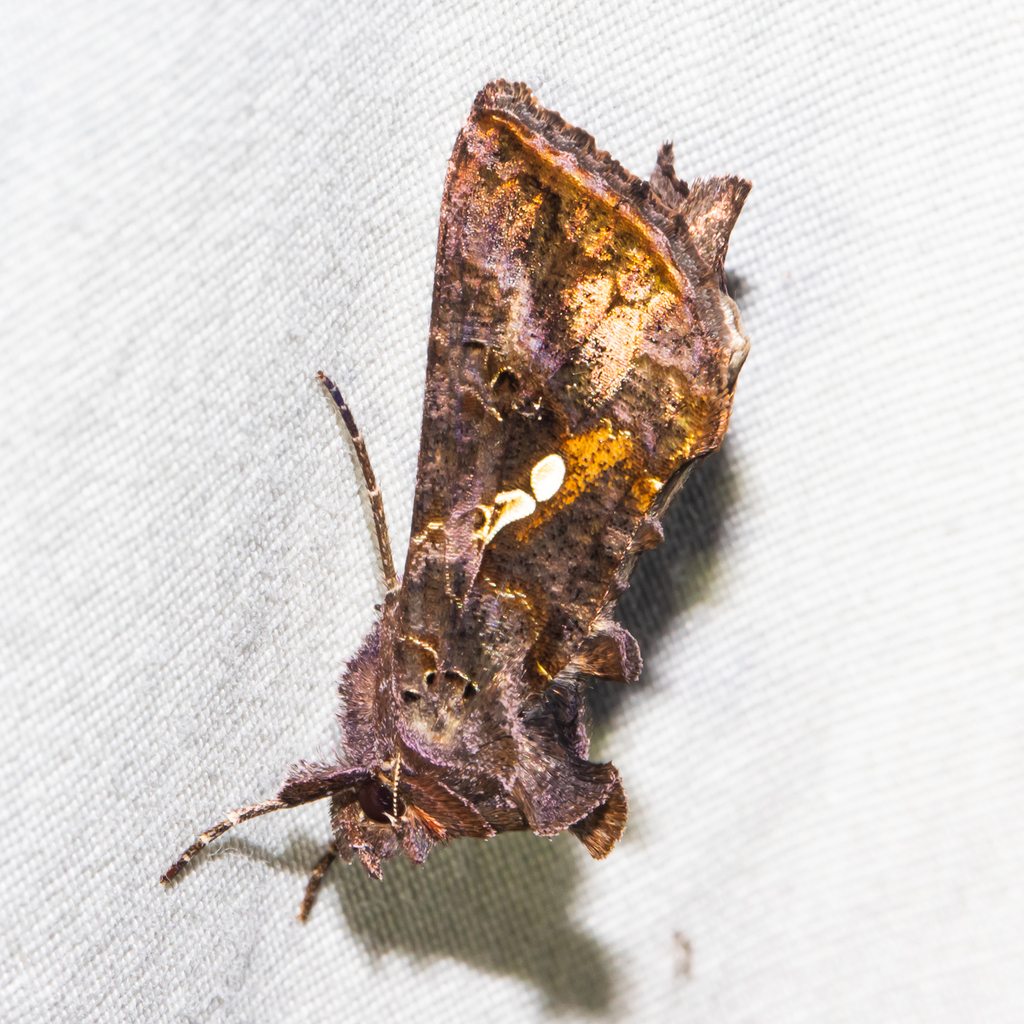 Common Looper Moth from Garrett, Maryland, United States on August 17 ...