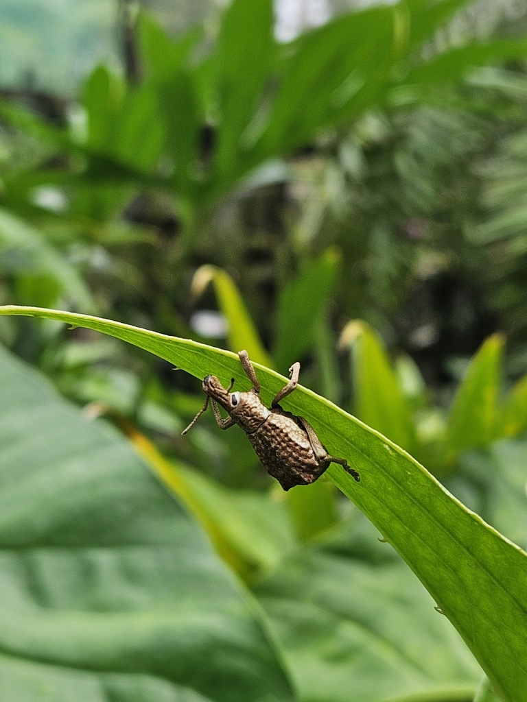 Leptopius from Collins Ave at Cairns Botanic Gardens, Edge Hill QLD ...
