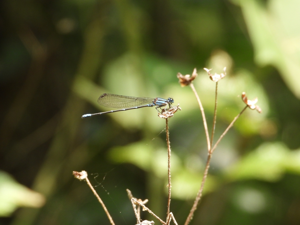 Oculate Dancer from 64924 N.L., México on May 2, 2025 at 12:18 PM by ...