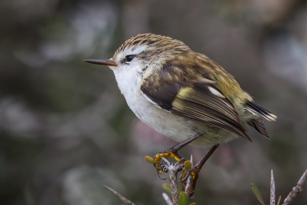 Rifleman from Mackenzie District, Canterbury, New Zealand on April 19 ...