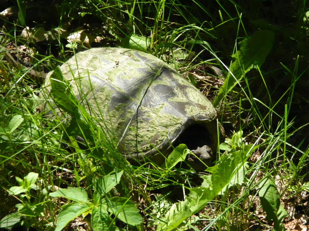 Common Snapping Turtle in June 2019 by lerdelyi · iNaturalist
