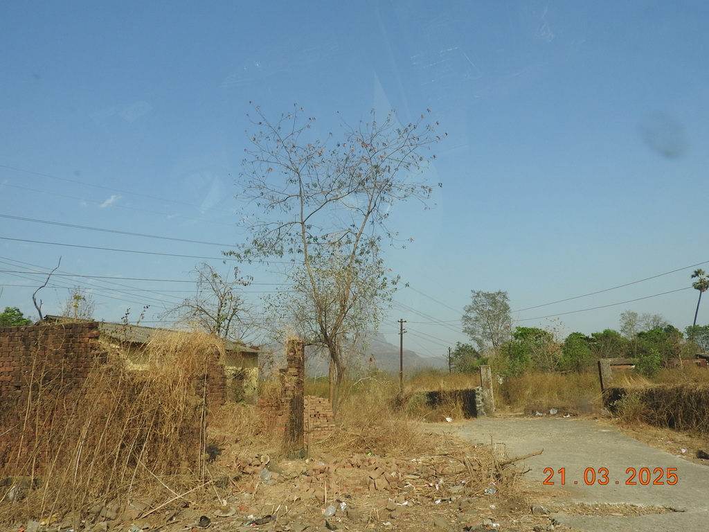 Indian Ash from Konkan Division, Maharashtra, India on March 21, 2025 ...
