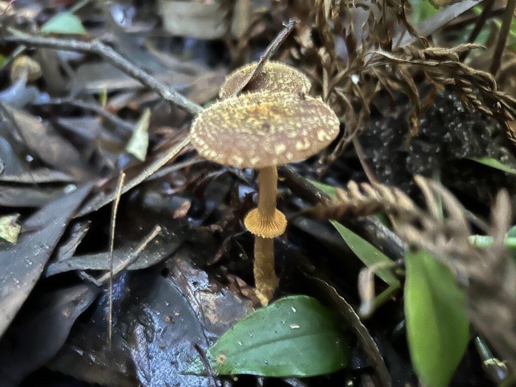 Descolea recedens from Sydney NSW, Australia on June 10, 2023 at 09:59 ...