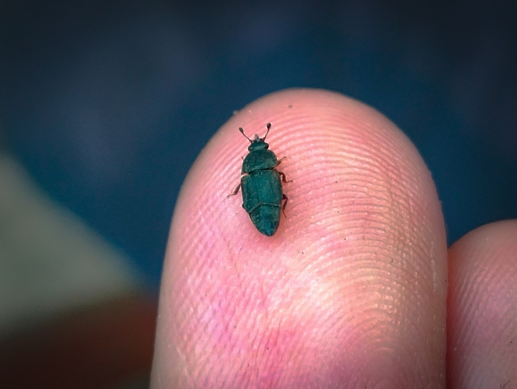 Sap-feeding Beetles from 31850 Casas Grandes, Chih., México on May 3 ...
