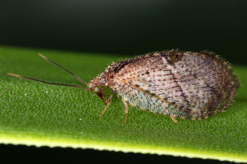 Megalomus pictus · iNaturalist