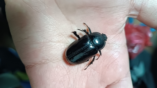 Heterogomphus arrowi · iNaturalist