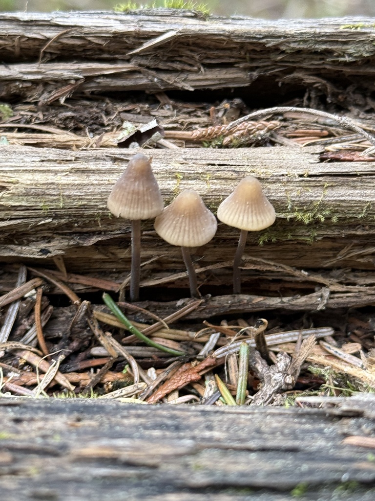 Bonnets from Nez Perce-Clearwater National Forest, Harvard, ID, US on ...