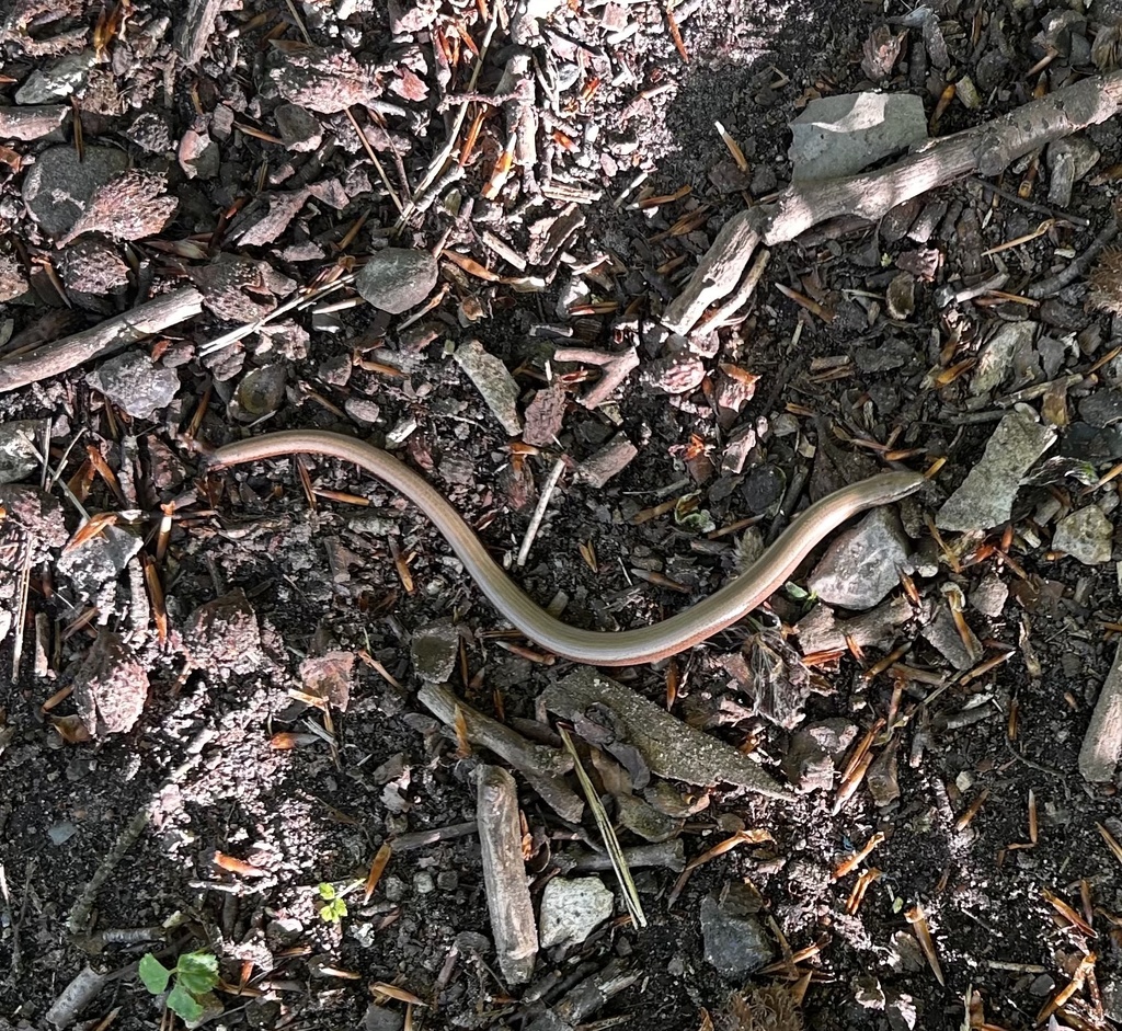 Common Slowworm from Kirkeskoven, Holte, Capital Region of Denmark, DK ...