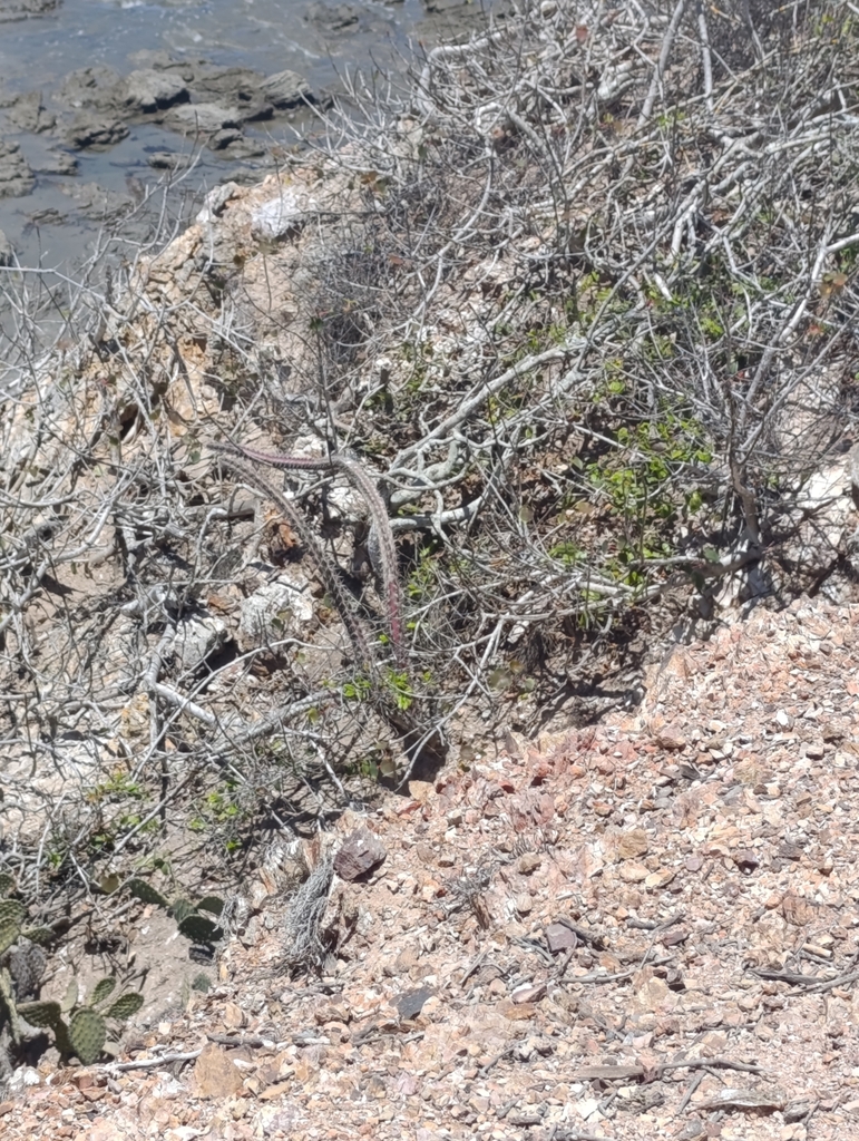 Octopus Cactus in May 2025 by Carmen Patricia Garnica Luna · iNaturalist