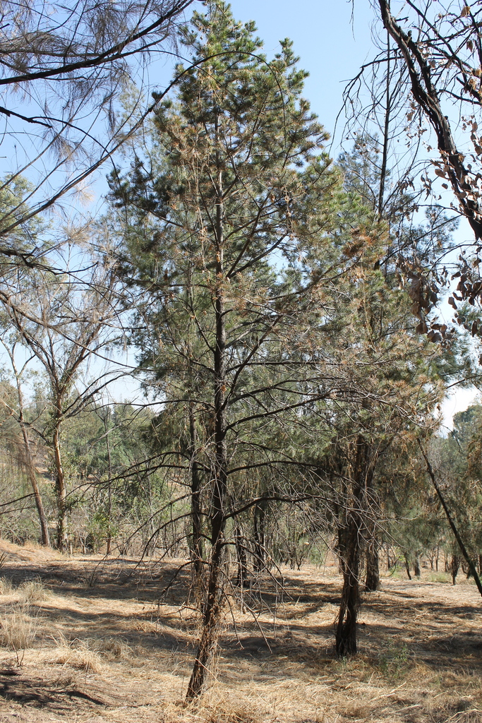 Pinos, ocotes y piñones desde Parque Nacional Cerro de la Estrella ...