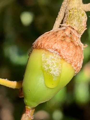 drippy acorn disease (Lonsdalea quercina) · iNaturalist