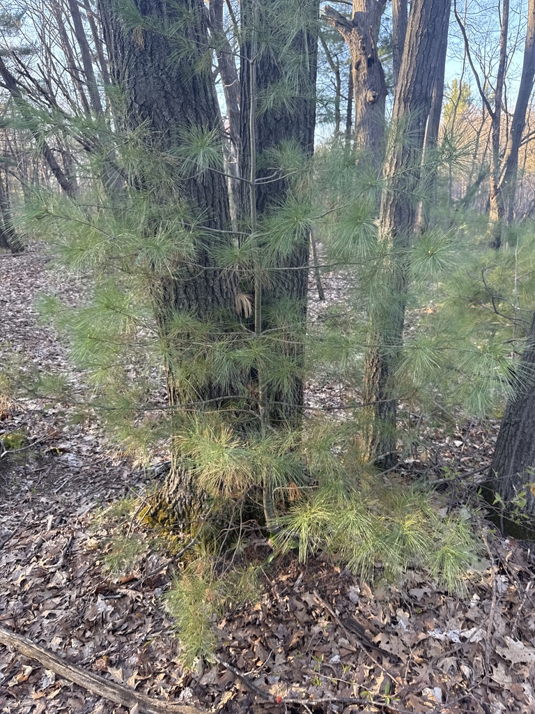 eastern white pine from Green Circle State Trail, Stevens Point, WI, US ...