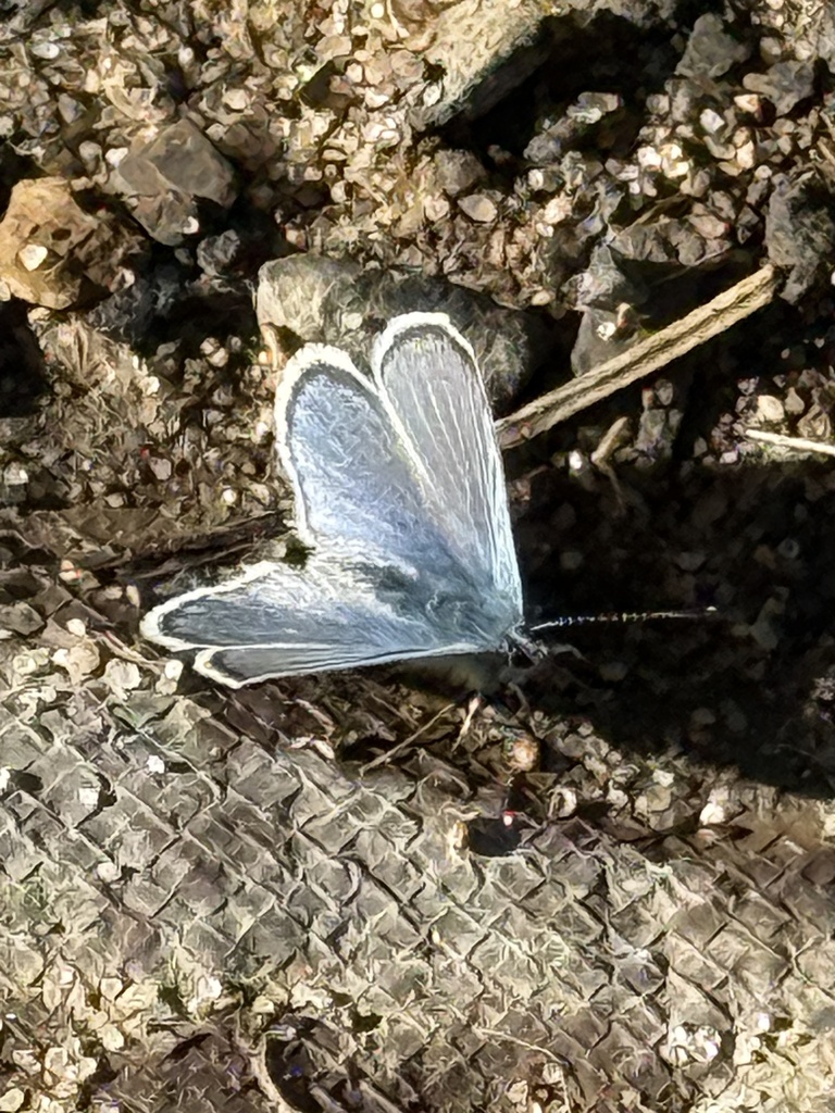 Polyommatina in May 2025 by Kelsey Rust · iNaturalist