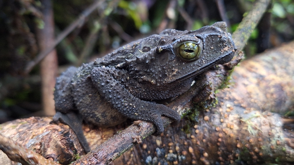 Green Climbing Toad from 99QX+4MJ Las Nubes Biological Reserve, San ...