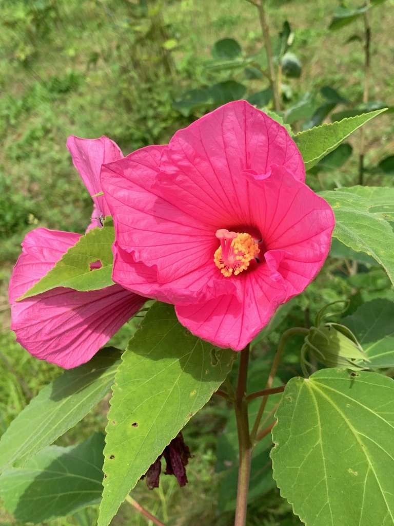 swamp rose mallow from Wildwood St, Eagan, MN, US on August 31, 2019 at ...